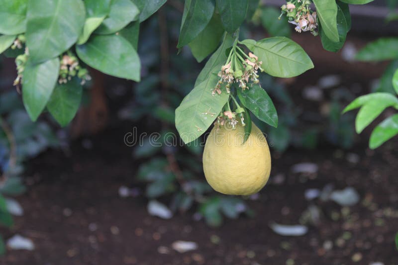 Pomelo plant in the nature stock photo. Image of vegetarian - 320051344