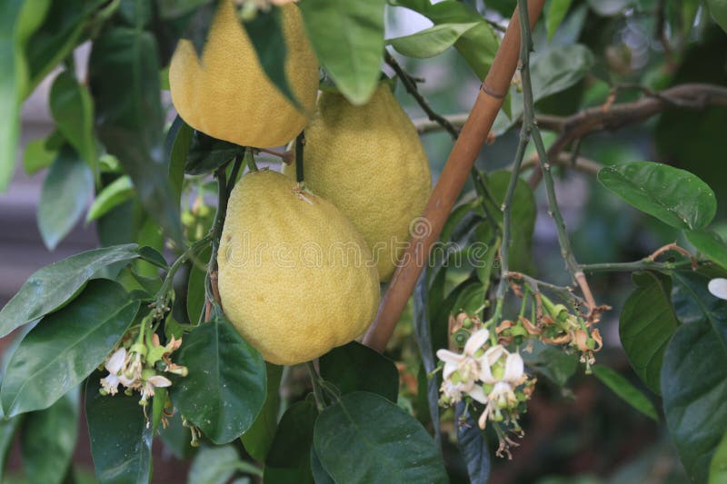 Pomelo plant in the nature stock photo. Image of juicy - 364390400