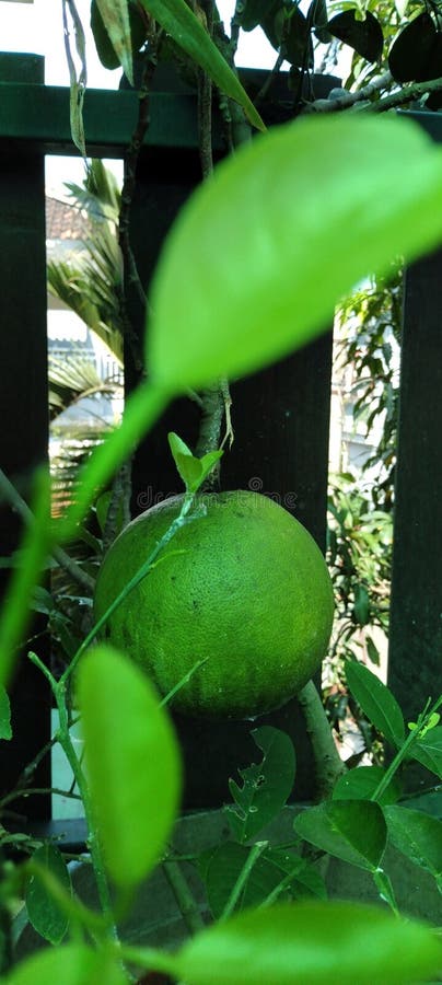 Pomelo in a Pot.. stock photo. Image of charming, green - 276146038