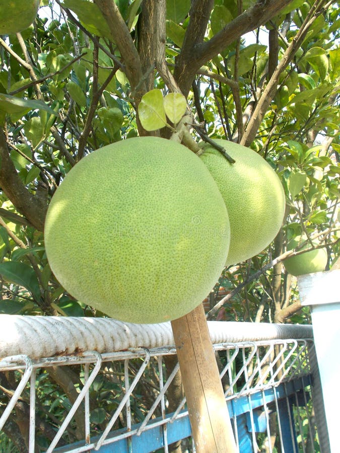 Pomelo Pummelo Tree and Fruits Stock Photo - Image of freshest, fruits ...