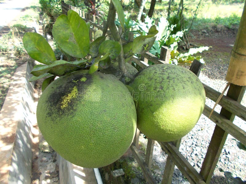 Pomelo Pummelo Drzewo I Owoc Obraz Stock - Obraz złożonej z dojrzały ...