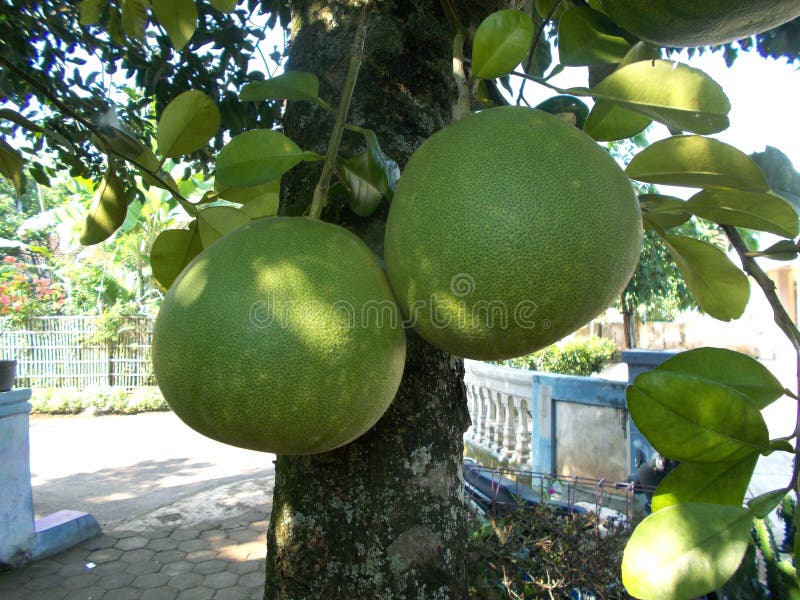 Pomelo Pummelo Tree and Fruits Stock Photo - Image of freshest, fruits ...