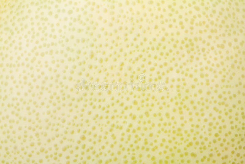1,423 Pomelo Skin Stock Photos - Free & Royalty-Free Stock Photos from ...