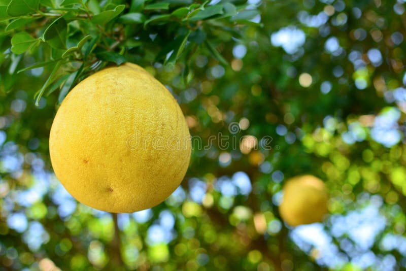 Big Pomelo At The Tree, Grapefruit Stock Image - Image of feed, asia ...