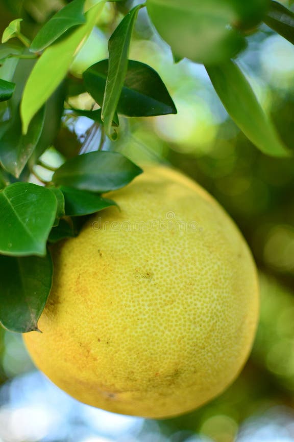 Pomelo on a tree stock image. Image of tree, citric, freshness - 34001501