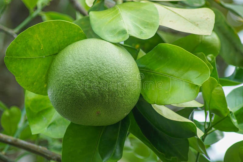 Pomelo on the tree stock photo. Image of climate, farm - 304858160