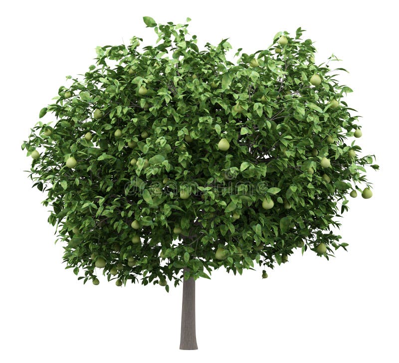 Pomelo Tree with Fruits Isolated on White Stock Illustration ...