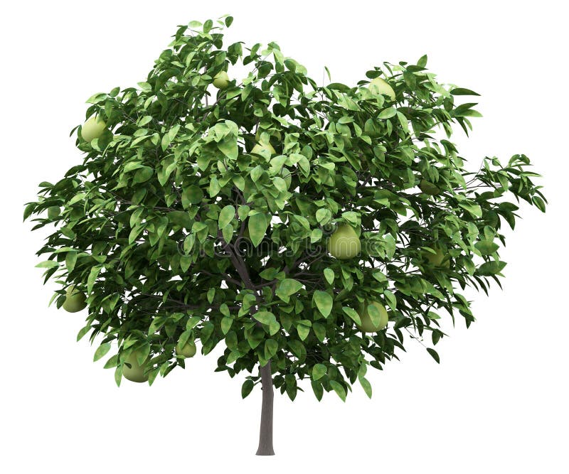 Pomelo Tree with Fruits Isolated on White Stock Illustration ...
