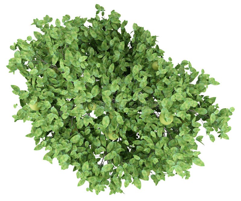 Pomelo Tree with Fruits Isolated on White Stock Illustration ...