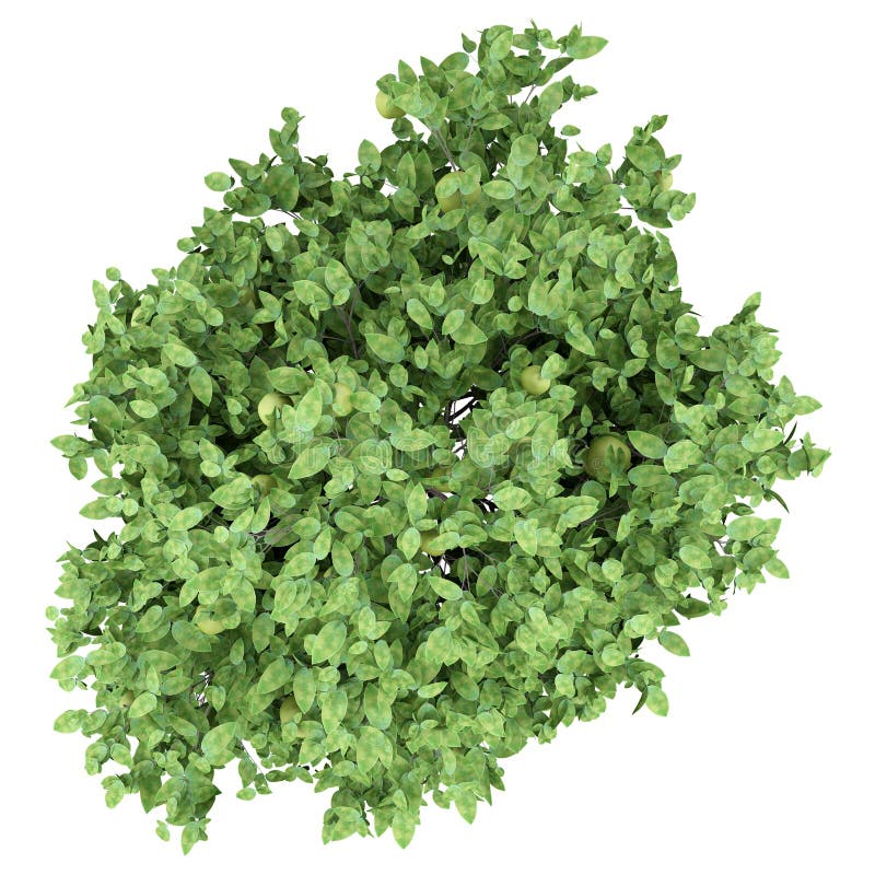 Pomelo Tree with Fruits Isolated on White Stock Illustration ...