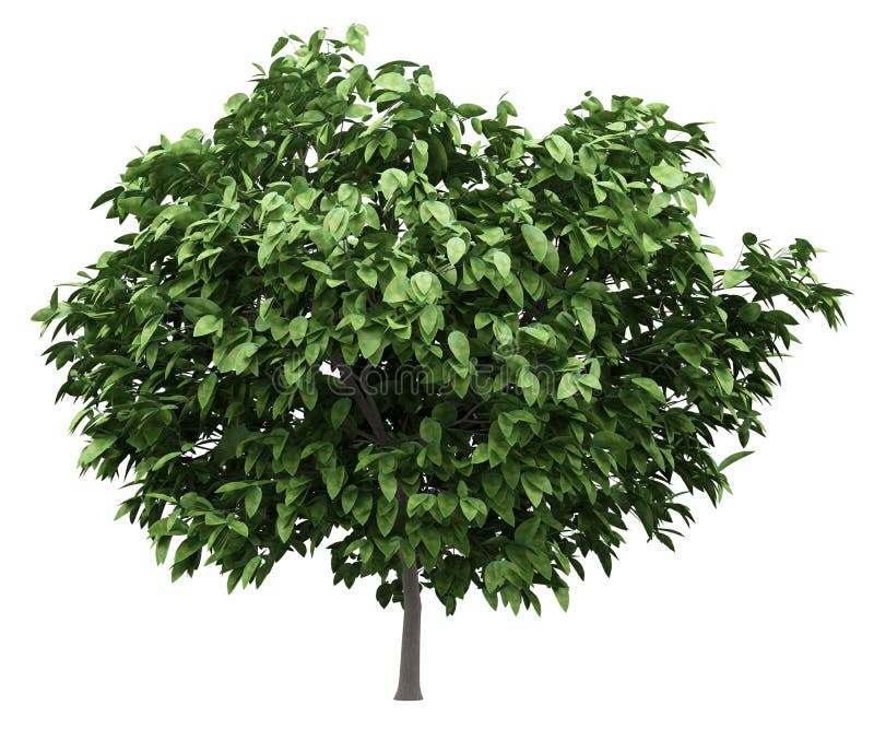 Pomelo Tree with Fruits Isolated on White Stock Illustration ...