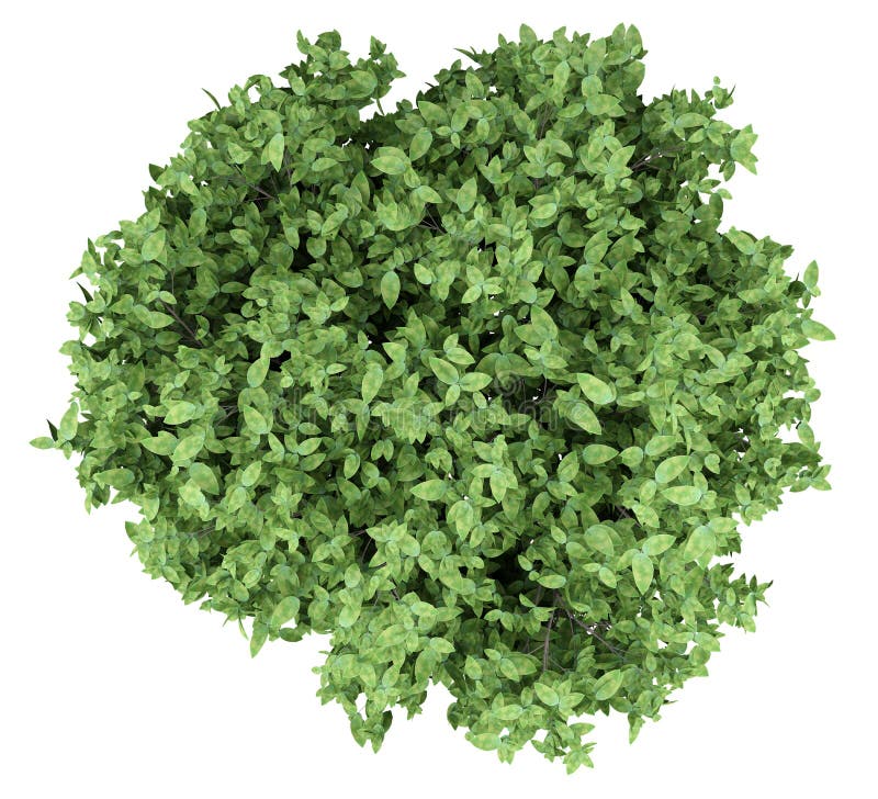 Pomelo Tree with Fruits Isolated on White Stock Illustration ...