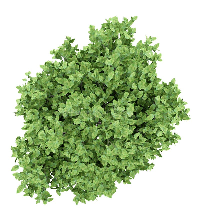 Pomelo Tree with Fruits Isolated on White Stock Illustration ...