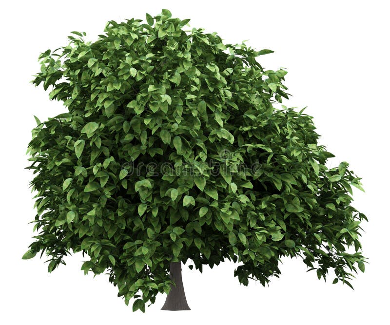 Pomelo Tree Stock Illustrations – 687 Pomelo Tree Stock Illustrations ...