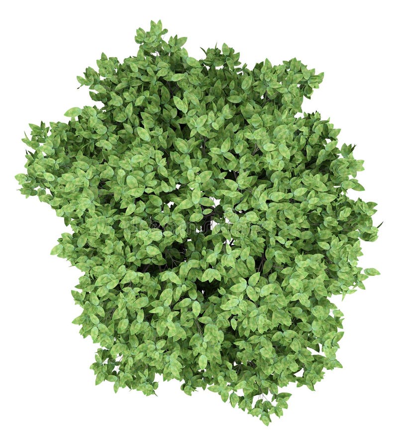 Pomelo Tree Stock Illustrations – 404 Pomelo Tree Stock Illustrations ...