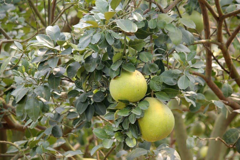 Pomelo on Tree in Organic Farm Stock Photo - Image of fresh, vitamin ...