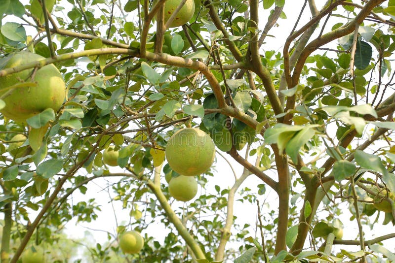 Pomelo tree stock photo. Image of grapefruits, growing - 10178250