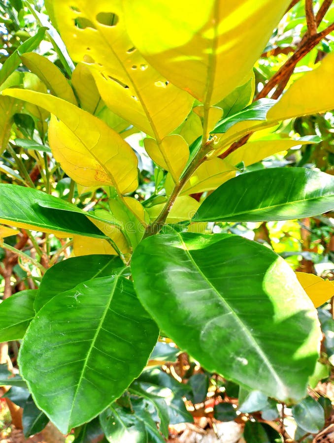 The Pomelo Tree Trunk with Leaves Showing Both Their Upper and Lower ...
