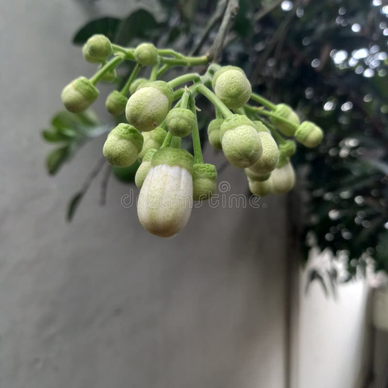 Pomelo Trees in Bloom are really Beautiful Stock Photo - Image of ...