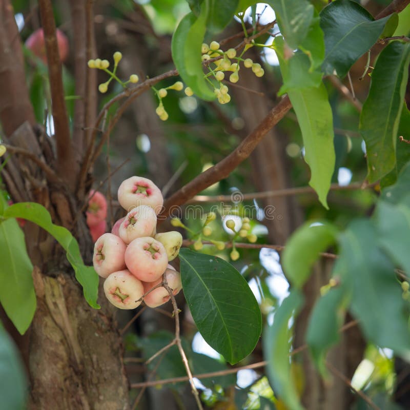 Pomerac or Malay Apple stock photo. Image of traditional - 67209968