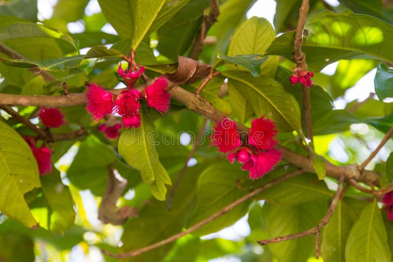 Pomerac Tree Stock Photos - Free & Royalty-Free Stock Photos from ...