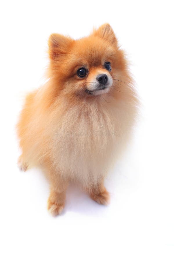 Little Female Pomeranian Pet Show Dog Stock Image - Image of diet ...