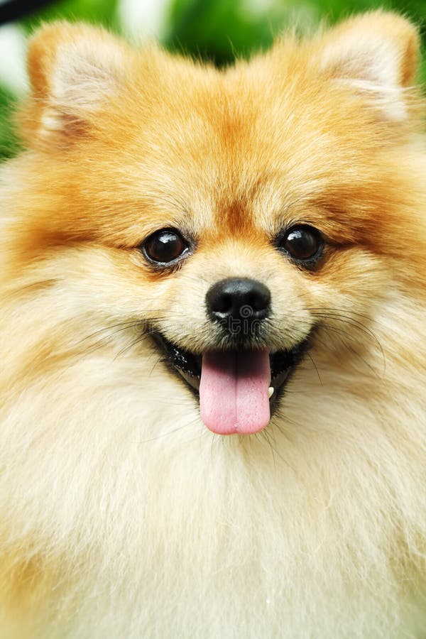 A Beautiful Female Pomeranian Dog Stock Photo - Image of view, canine ...