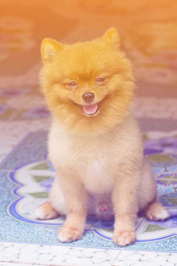 Pomeranian cute dog smile stock photo. Image of happy - 267080298
