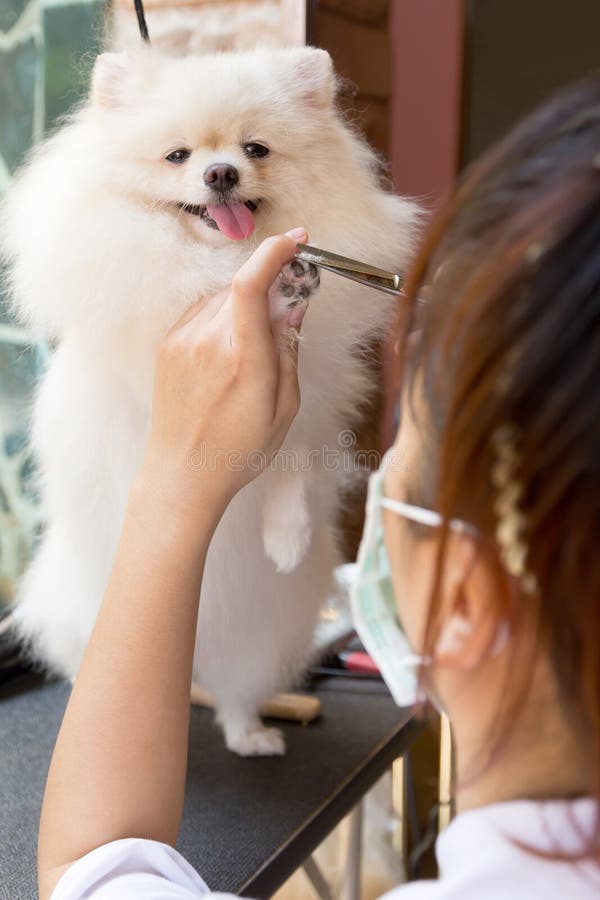 Pomeranian dog stock image. Image of pets, cute, countryside - 7900685