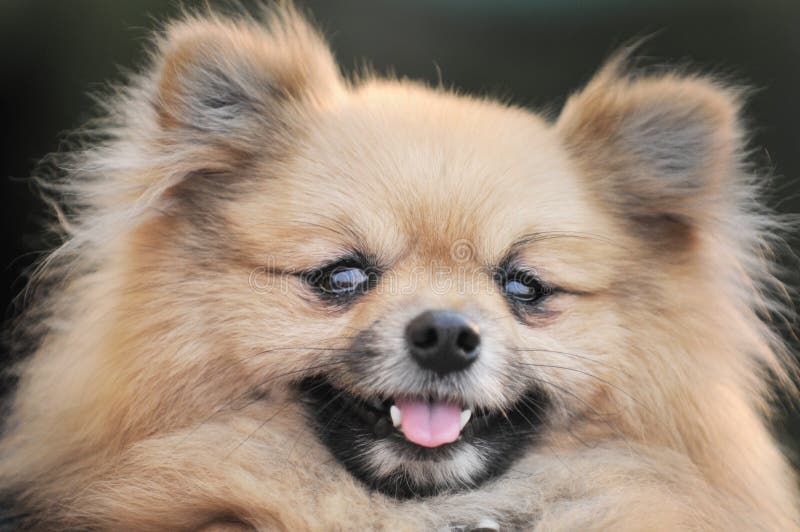 Pink Pomeranian Pet stock photo. Image of event, mammal - 9440802