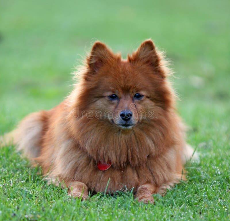 Rhodesian Ridgeback stock photo. Image of heads, elegant - 1082528
