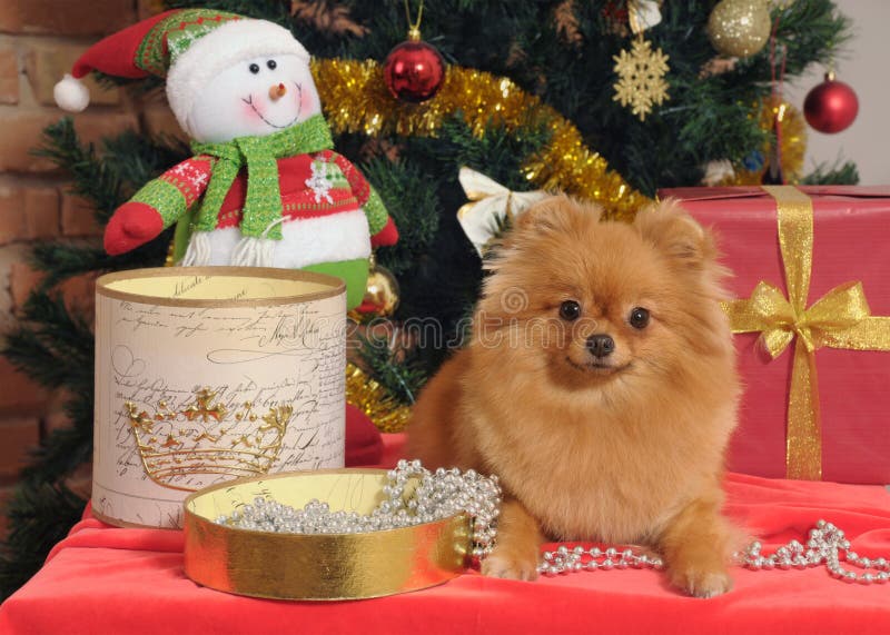 767 Happy New Year Pomeranian Stock Photos - Free & Royalty-Free Stock ...