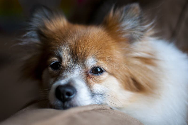 Pomeranian Dog stock image. Image of enjoy, doggy, fall - 67338615