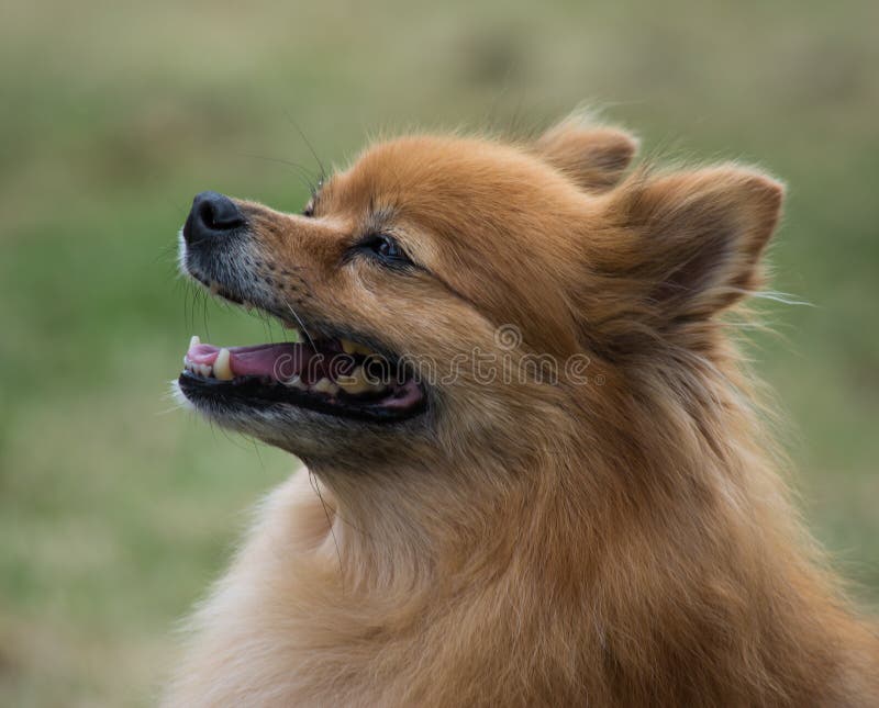 Side view of small dog stock image. Image of head, beach - 42949839