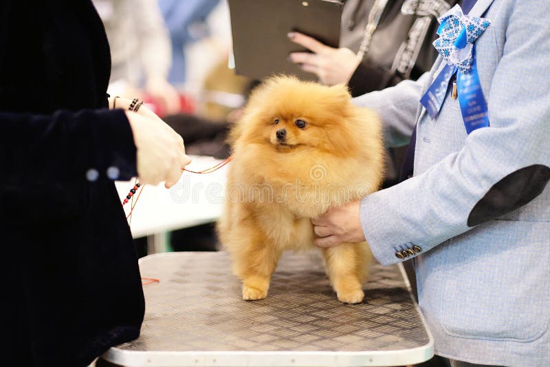 Pomeranian Dog during the Inspection by the Judges in the Ring at the ...