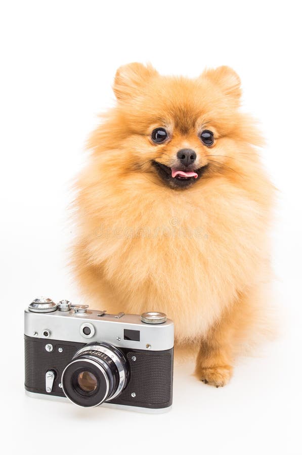 Pomeranian Dog Isolated on White with Old Retro Camera Stock Photo ...