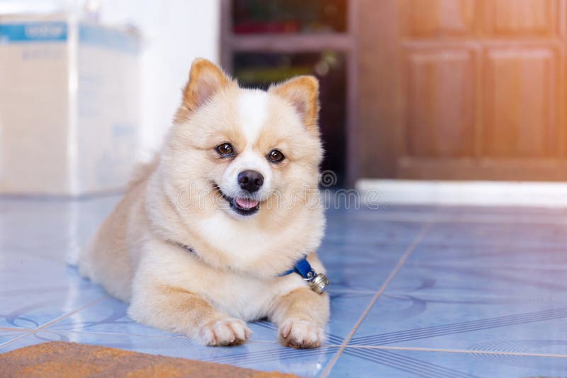 Pomeranian Dog Looking Forward Stock Image - Image of adorable, home ...