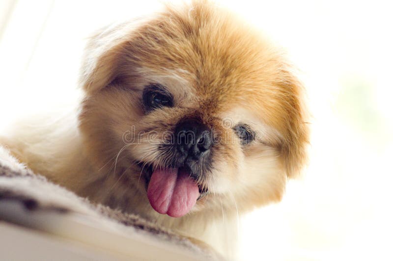 Pomeranian Dog Looking Over Edge Stock Photos - Free & Royalty-Free ...