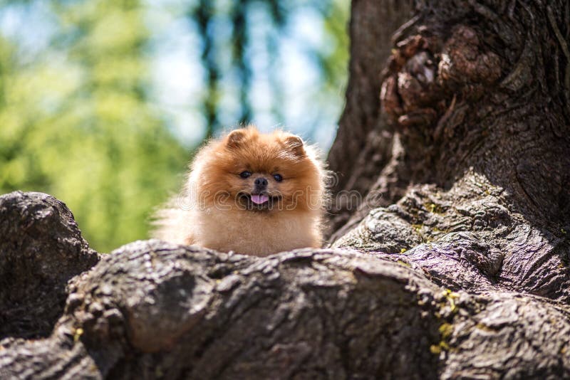 Pomeranian Dog in a Park. Dog Sits on a Tree Stock Photo - Image of ...