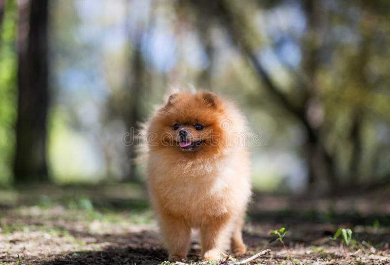 Pomeranian Dog in a Park. Dog Sits on a Tree Stock Photo - Image of ...