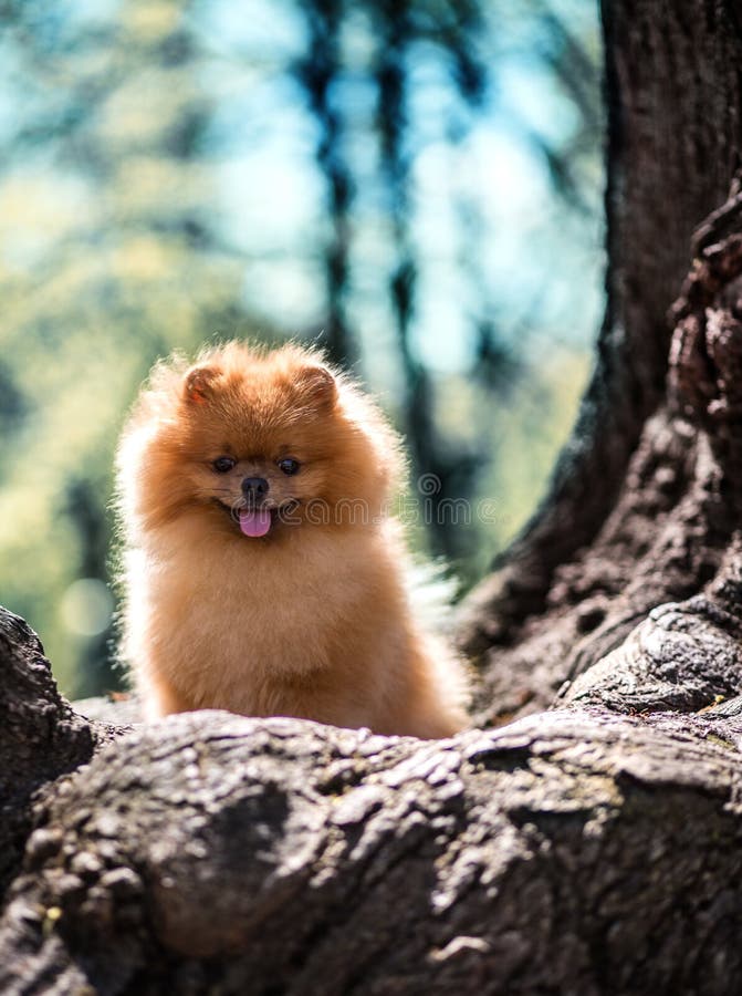 Pomeranian Dog in a Park. Dog Sits on a Tree Stock Image - Image of ...