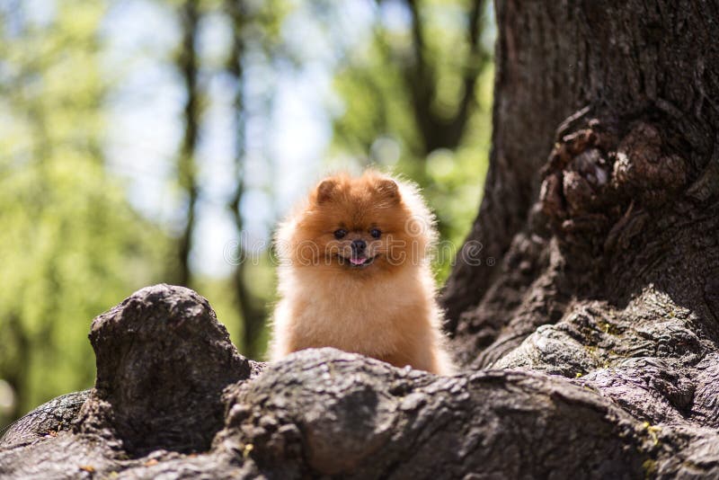 Pomeranian Dog in a Park. Dog Sits on a Tree Stock Photo - Image of ...