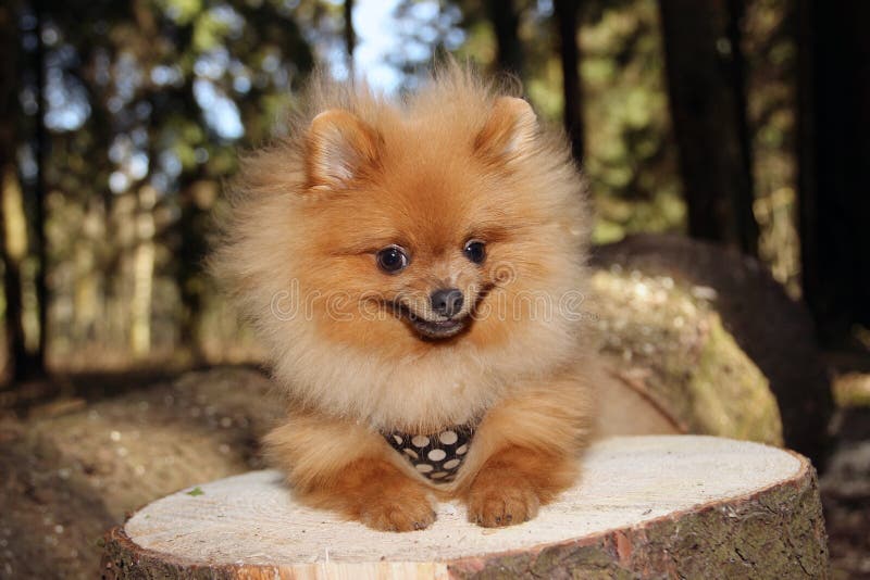 Pomeranian Spitz Foxy Color Stock Photos - Free & Royalty-Free Stock ...