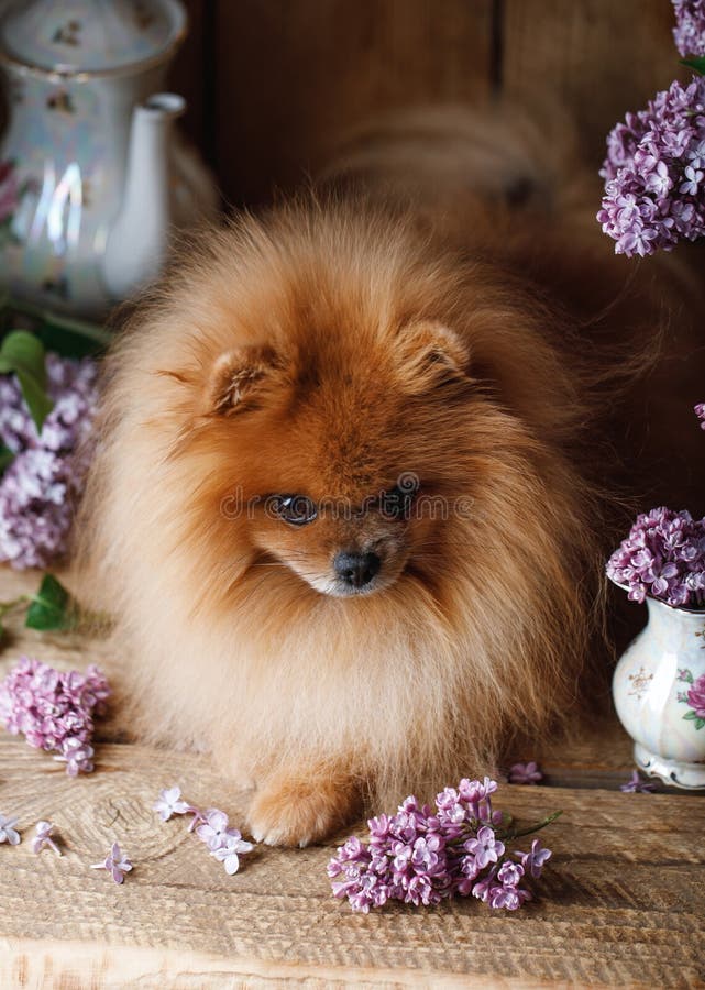 Pomeranian Dog in Spring Flowers. Pomeranian Dog with Bouquet of Lilac ...