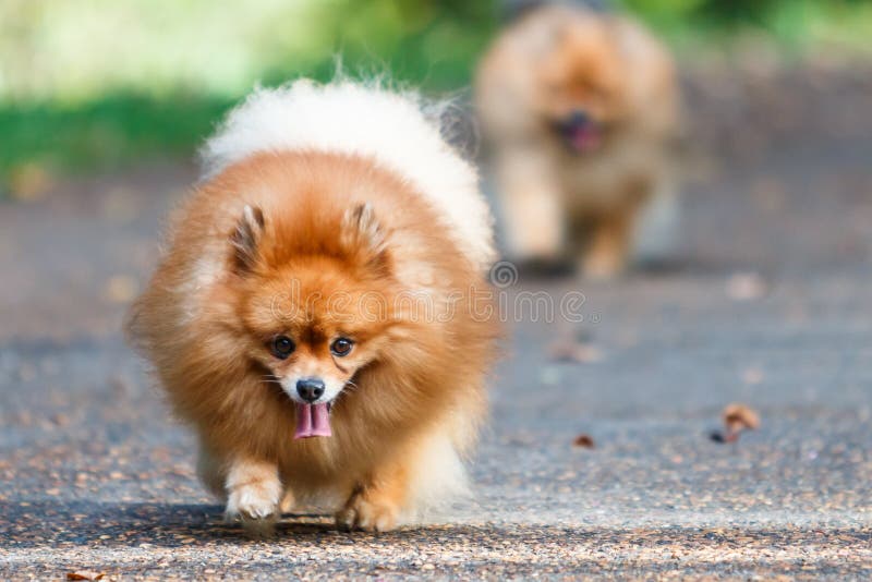 Two Running Pomeranian Dogs Stock Photo - Image of pets, green: 9515338