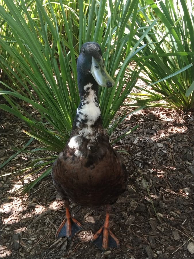 A Pomeranian Duck stock photo. Image of mallard, lawn - 252205088