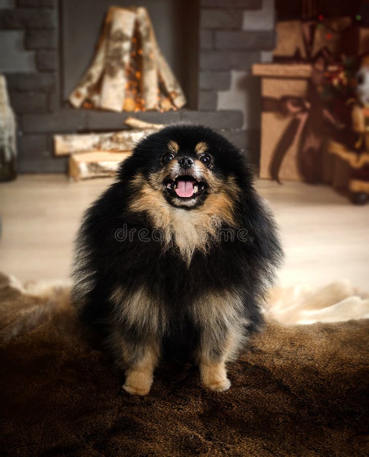 Pomeranian, Dwarf Spitz, Black Miniature Dog Spitz Stock Photo - Image ...