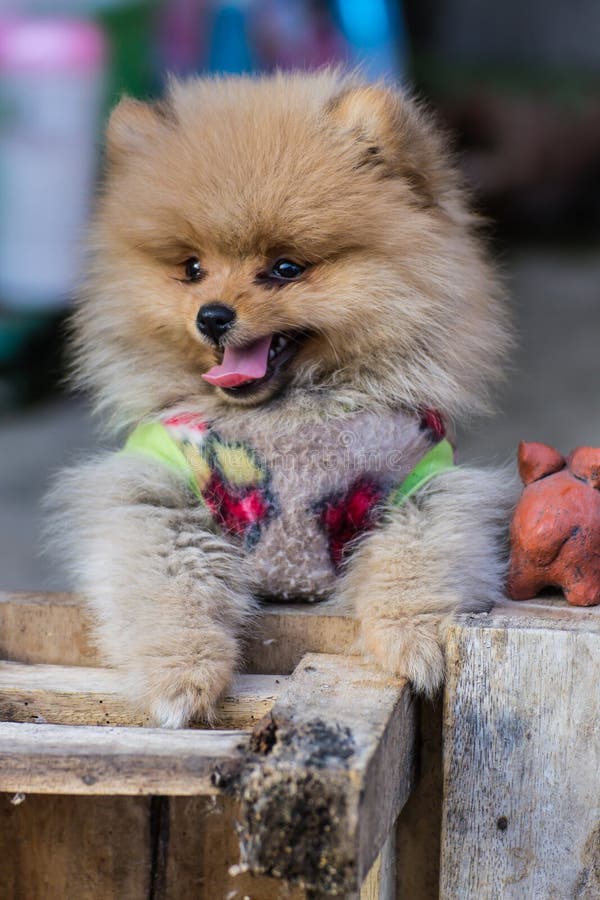 Pomeranian garb stock photo. Image of wood, standing - 38180414