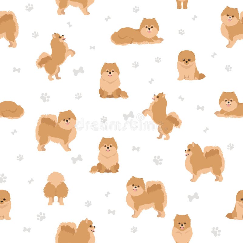 Pomeranian German Spitz Seamless Pattern. Different Poses, Coat Colors Set Stock Vector ...