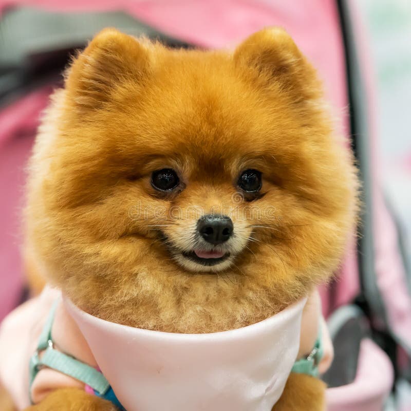 Pomeranian gullig hund fotografering för bildbyråer. Bild av ...